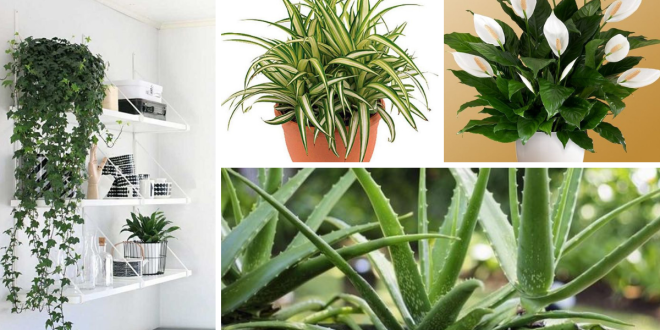 6 Plantas Que Purificam O Ar Da Sua Casa